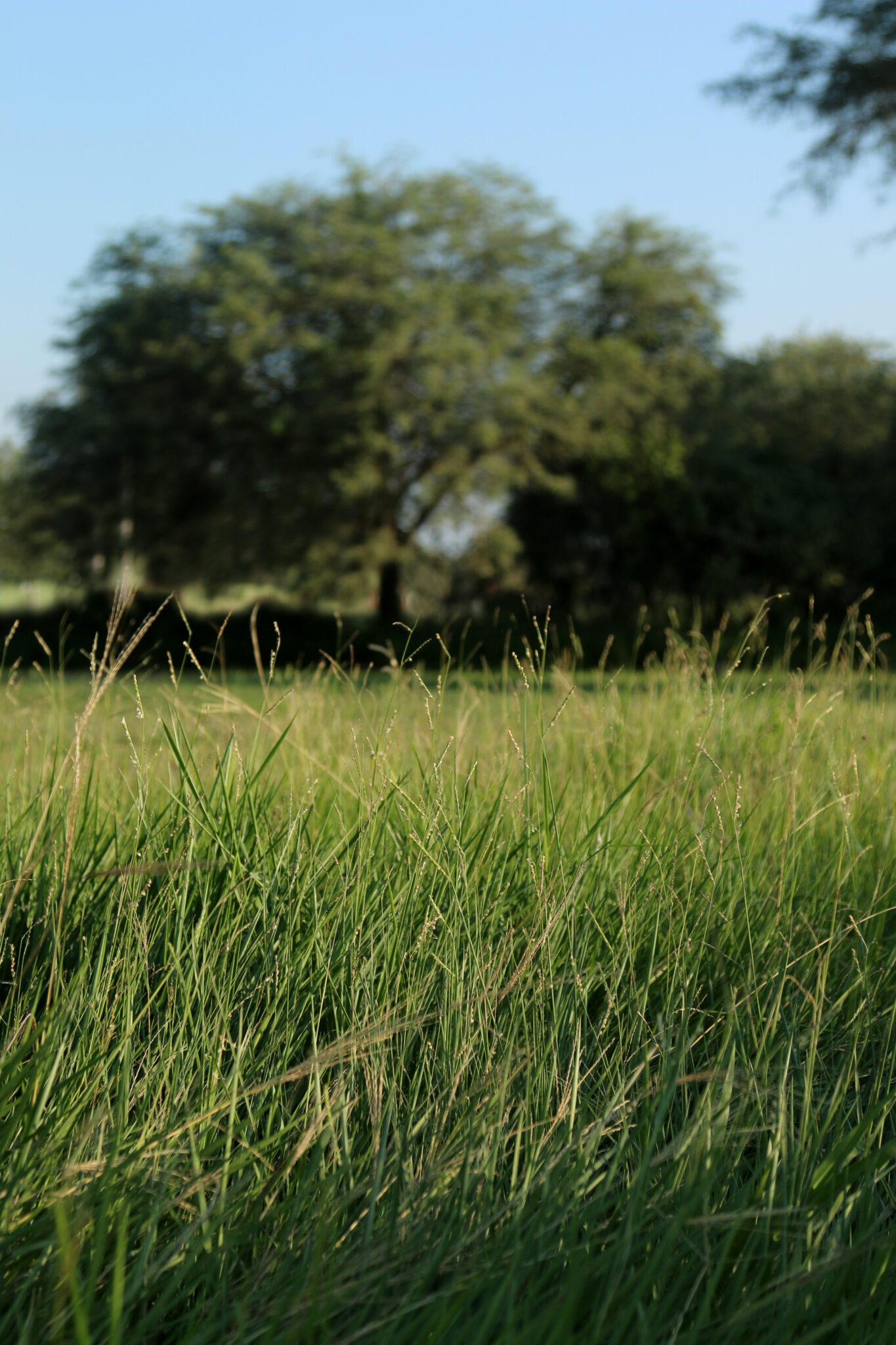 HUMIDICOLA - Yurumí