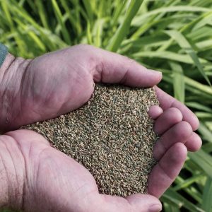 Gatton Panic - Yurumí